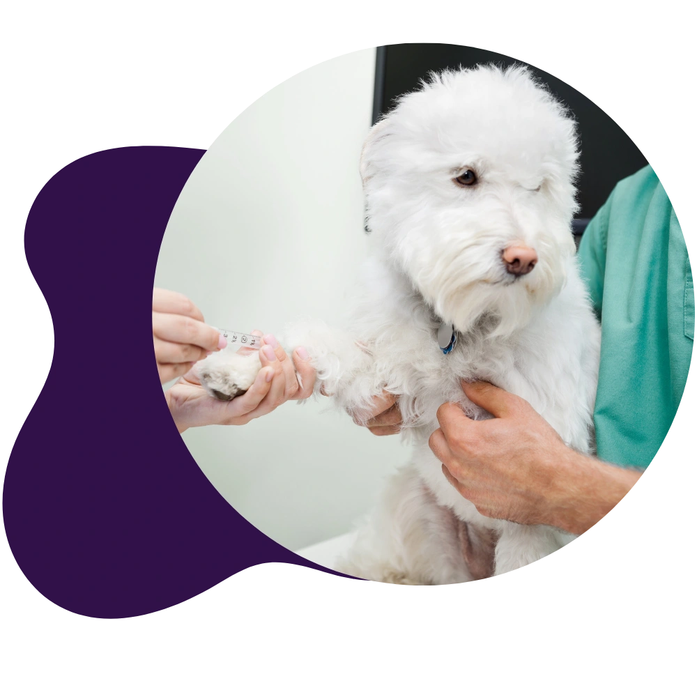 Animal Laboratory Ottawa Walk-In Vet Diagnostics